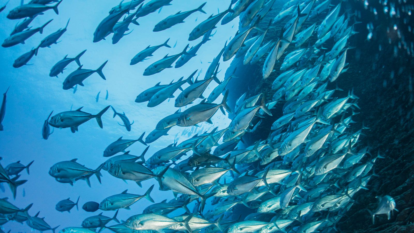 The 2022 Ocean Award Winners announced